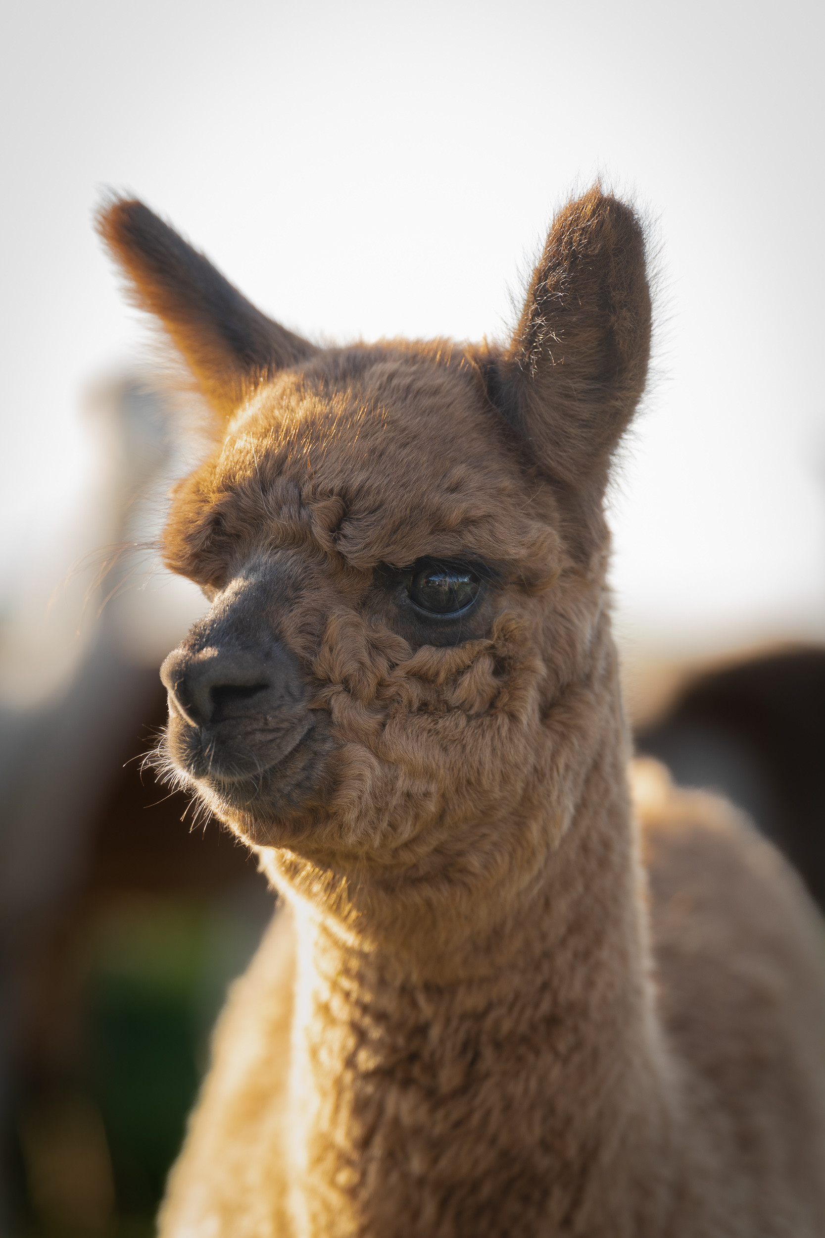 Alpakas vom Rosenhof