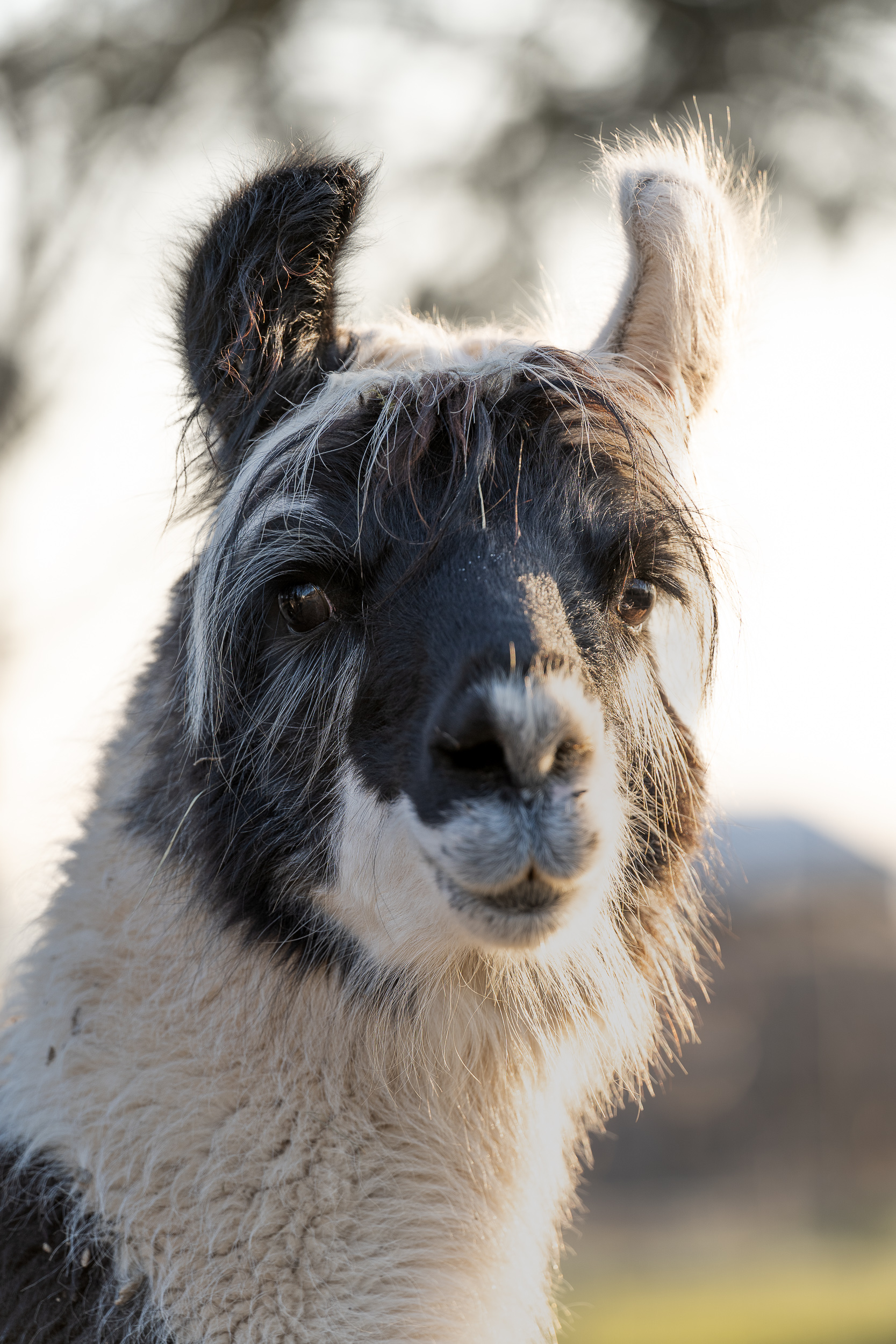 Alpakas vom Rosenhof